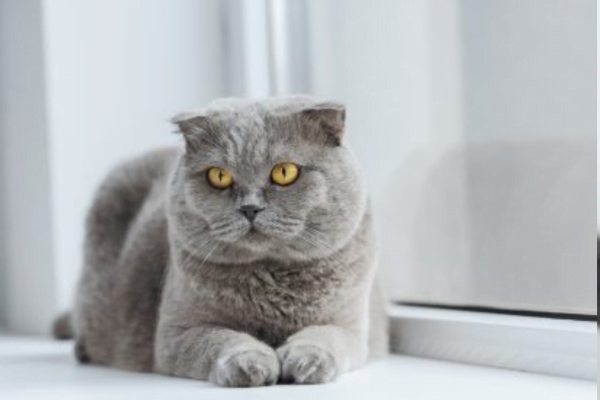 O Gato Highland Fold - Vettop Vida Animal | Maio 2026